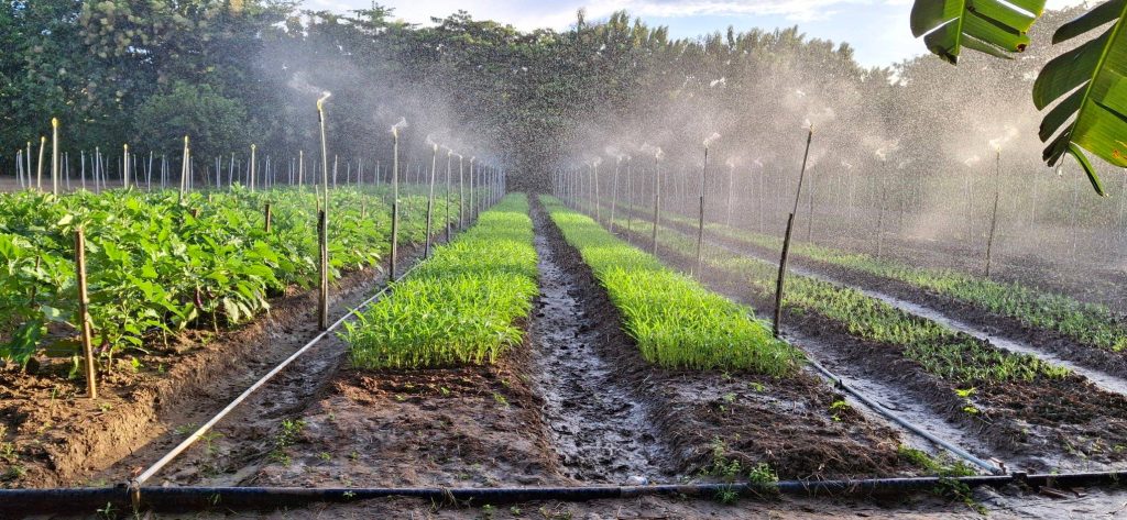 Ministro MDRHC Inagura Aktividade Komunitaria Hortikultura ho Sistema Modernu ‘’Smart Farming ...